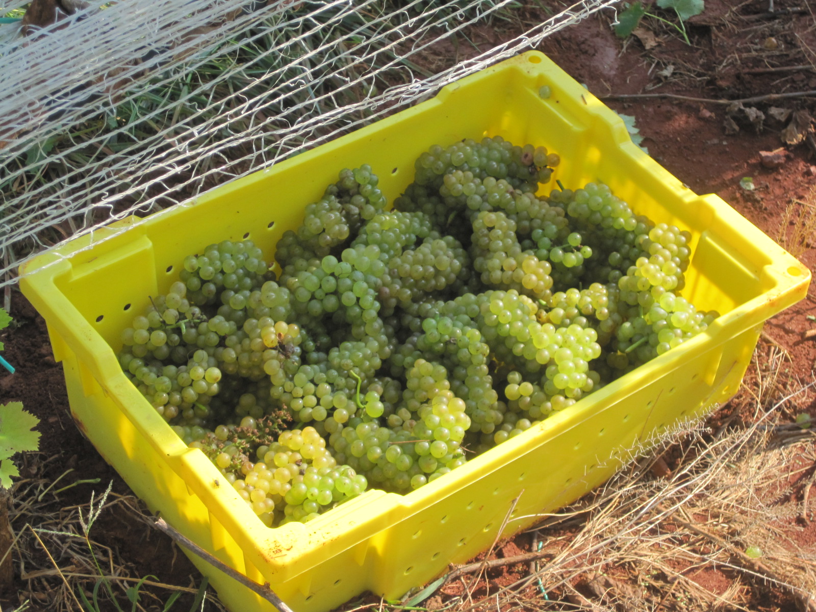 Bringing In The Grapes Part III Project Sunlight A Winemaker s 